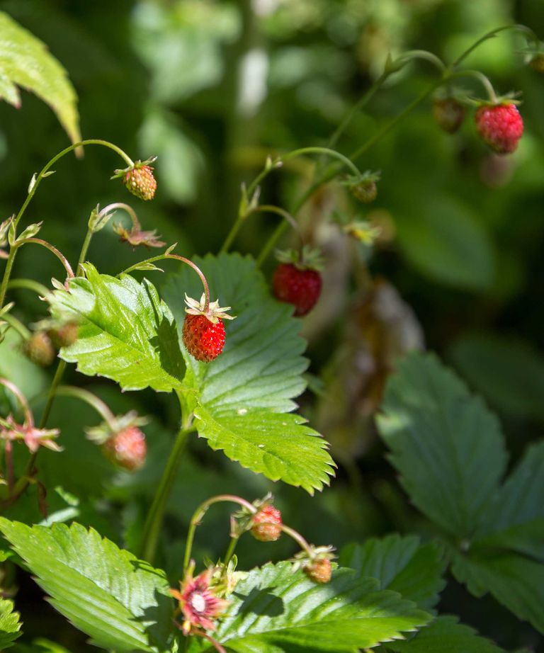 How to grow alpine strawberries: tips for healthy plants | Homes and ...