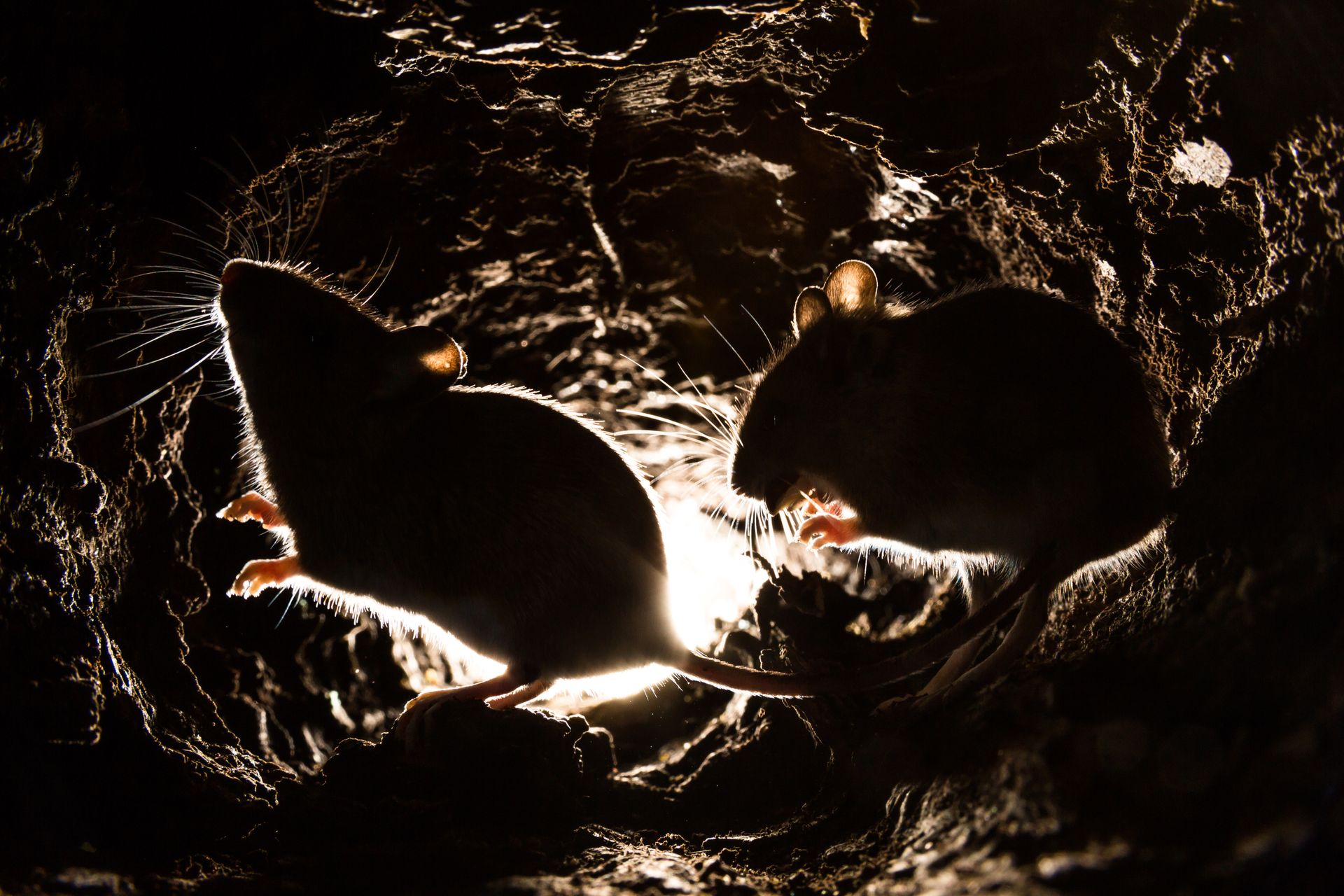 Amazing photos of nocturnal animals | Live Science