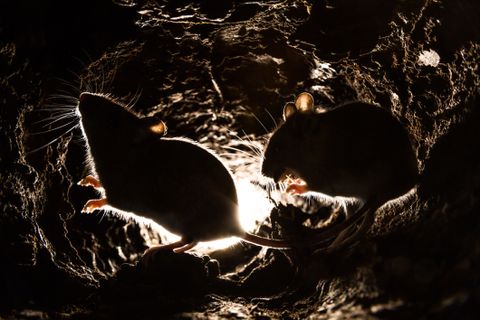 Amazing photos of nocturnal animals | Live Science