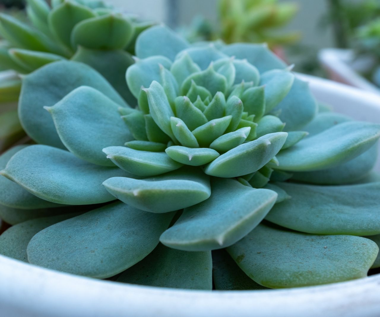 Best blue houseplants to create a calm indoor environment | Homes and ...