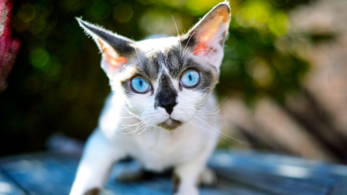 20 mischievous cat breeds | PetsRadar