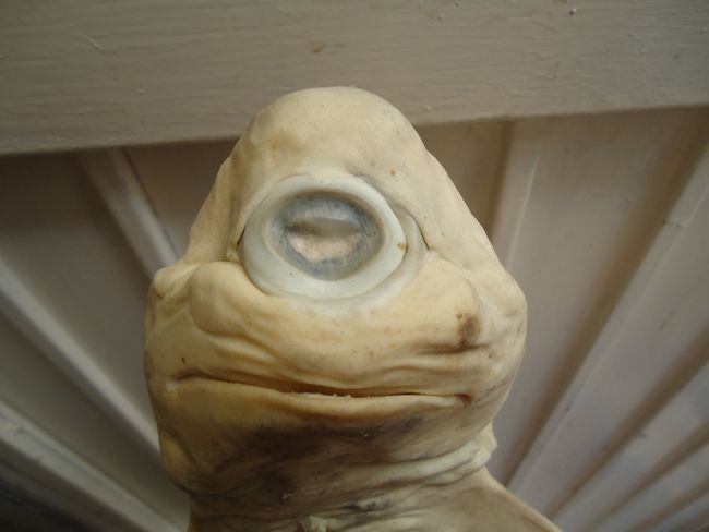 Cyclops of the Sea: Pictures of a One-Eyed Shark | Live Science