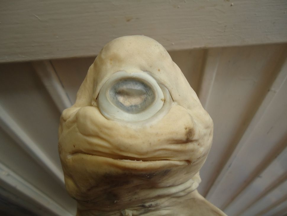 Cyclops of the Sea: Pictures of a One-Eyed Shark | Live Science