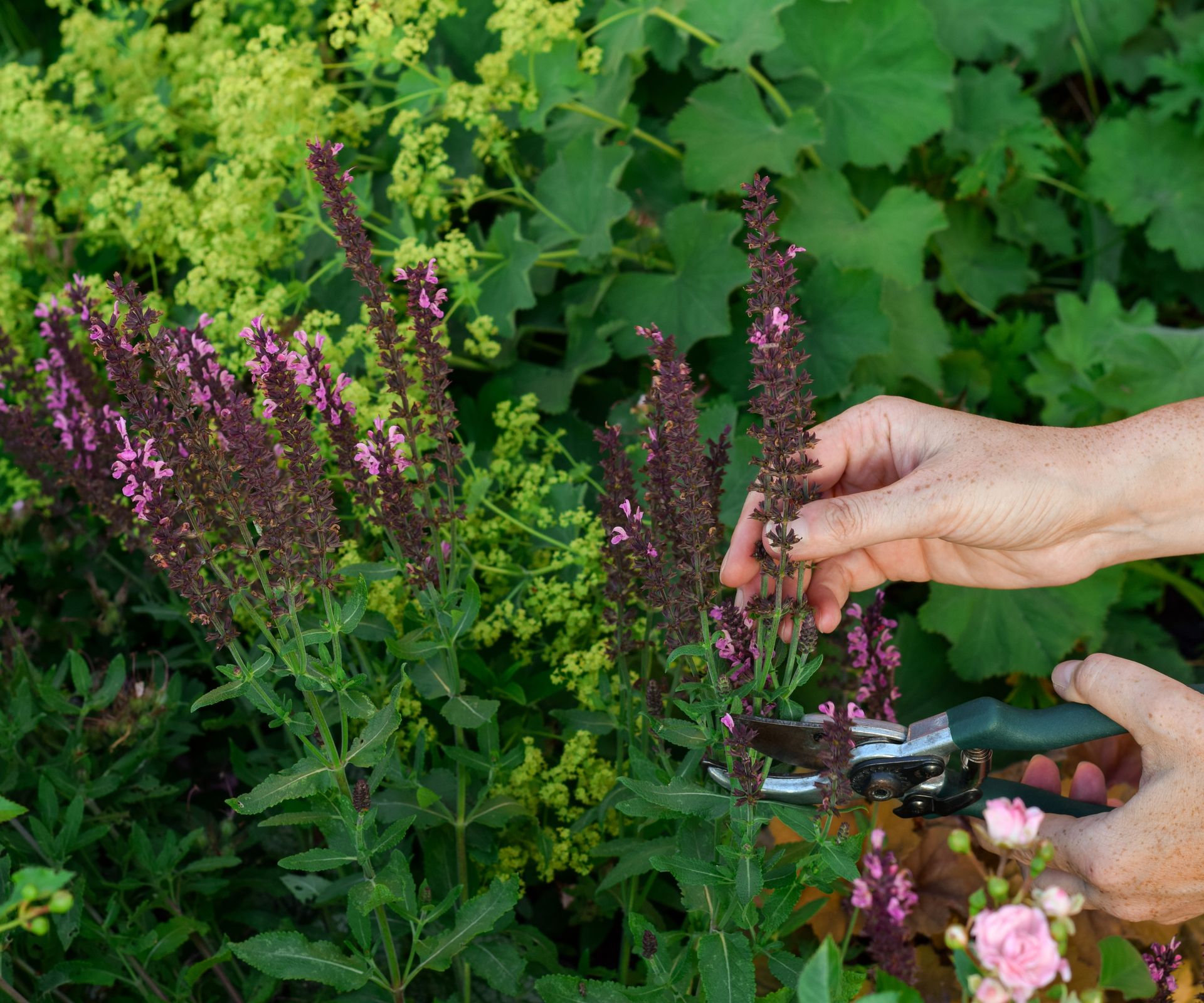 How to winterize salvias: expert steps to protect plants | Homes and ...