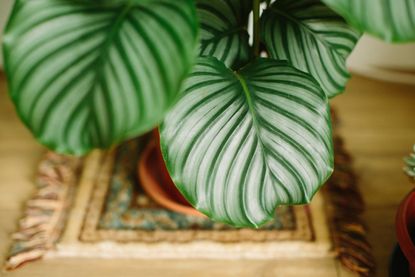 The 8 Most Beautiful Houseplants Designers Love to Use Most — "They ...