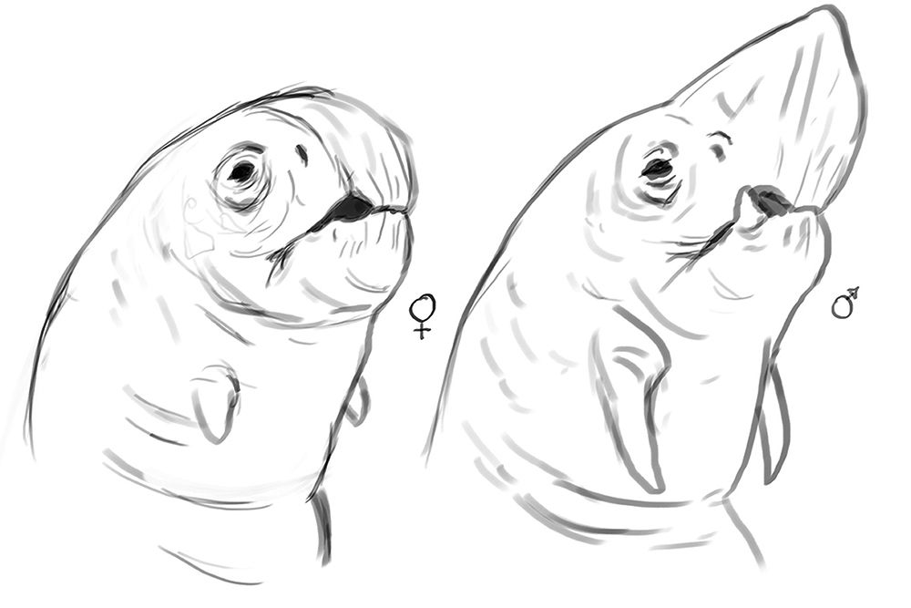 How to create a super-realistic fantasy creature | Creative Bloq