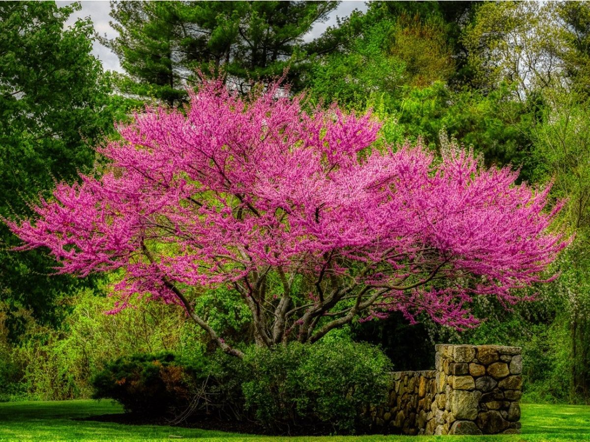 How To Transplant A Redbud Tree | Gardening Know How