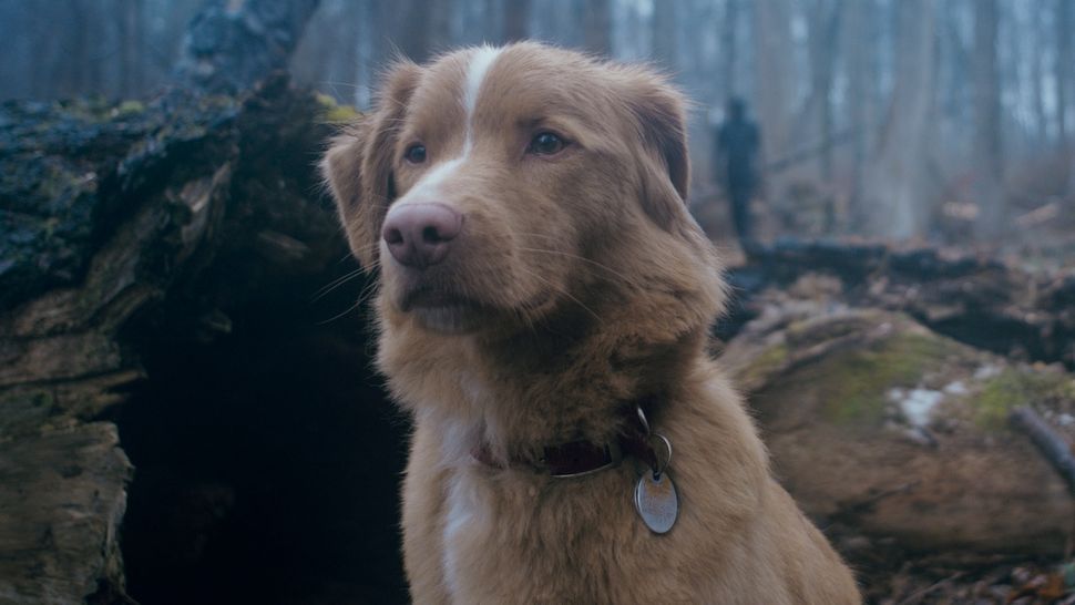 Good Boy Review: A Handmade Horror Film That’s A Tension-Filled, Yet ...