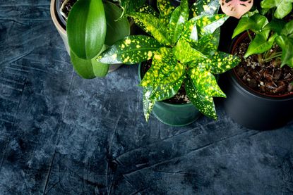 10 best indoor plants to add color chosen by garden experts | Livingetc