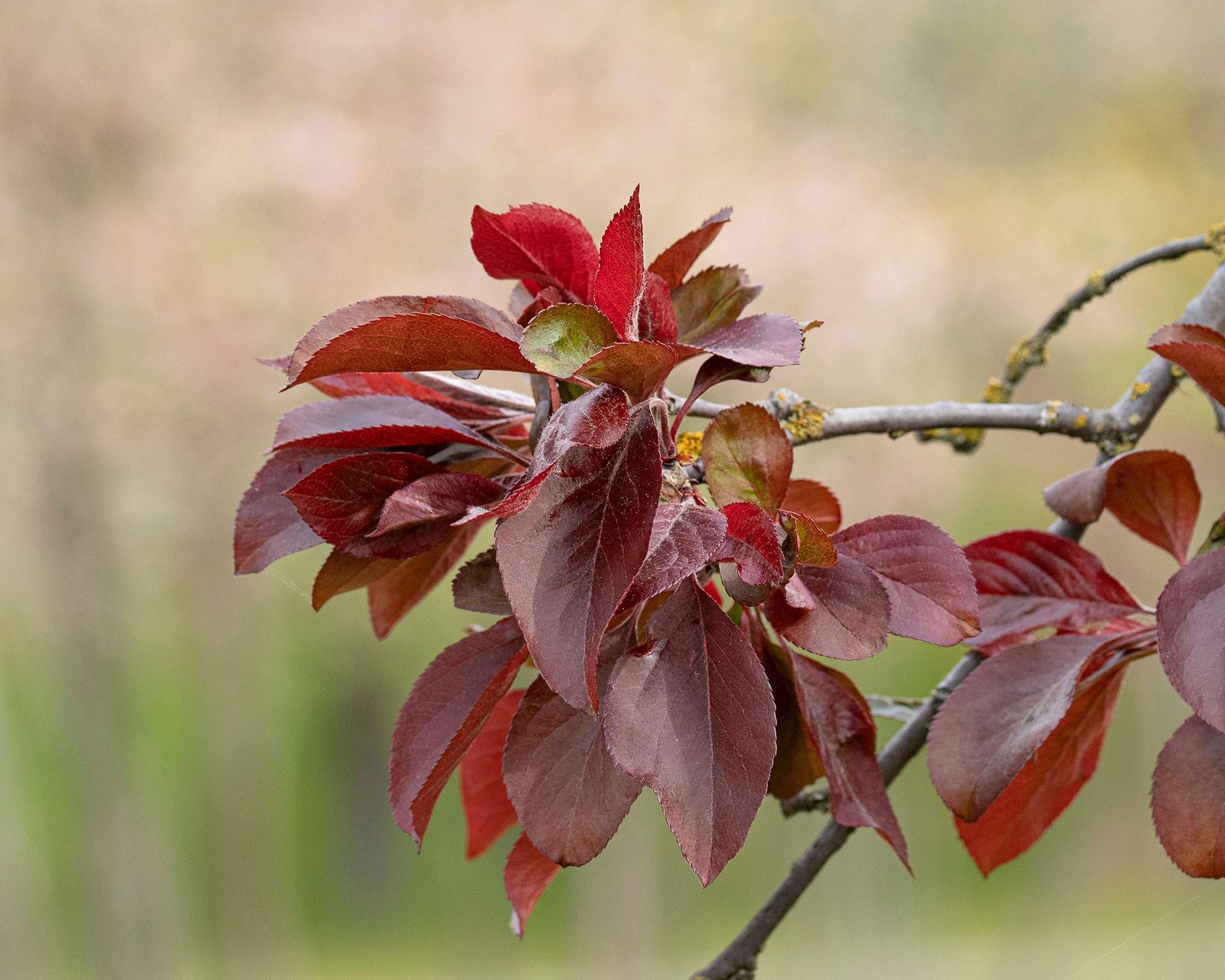 9 trees with red leaves for stunning garden color | Homes and Gardens