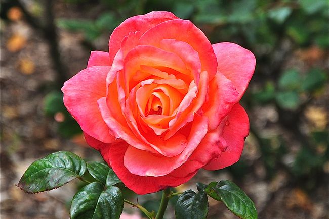Beautiful Rose Flower Photos | Rose Pictures & Information | Live Science