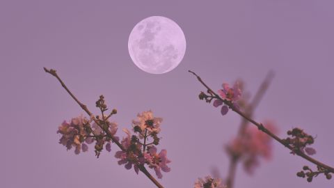 Pink moon rises on overnight! Watch the April full moon in a free ...