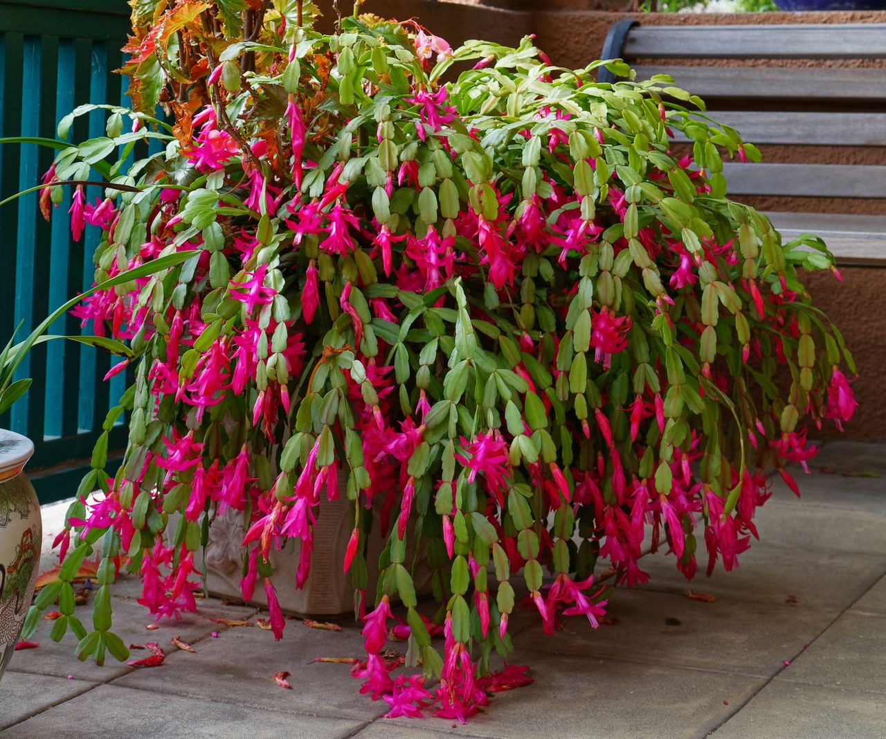 How to care for a Christmas cactus: 5 expert tips | Homes and Gardens