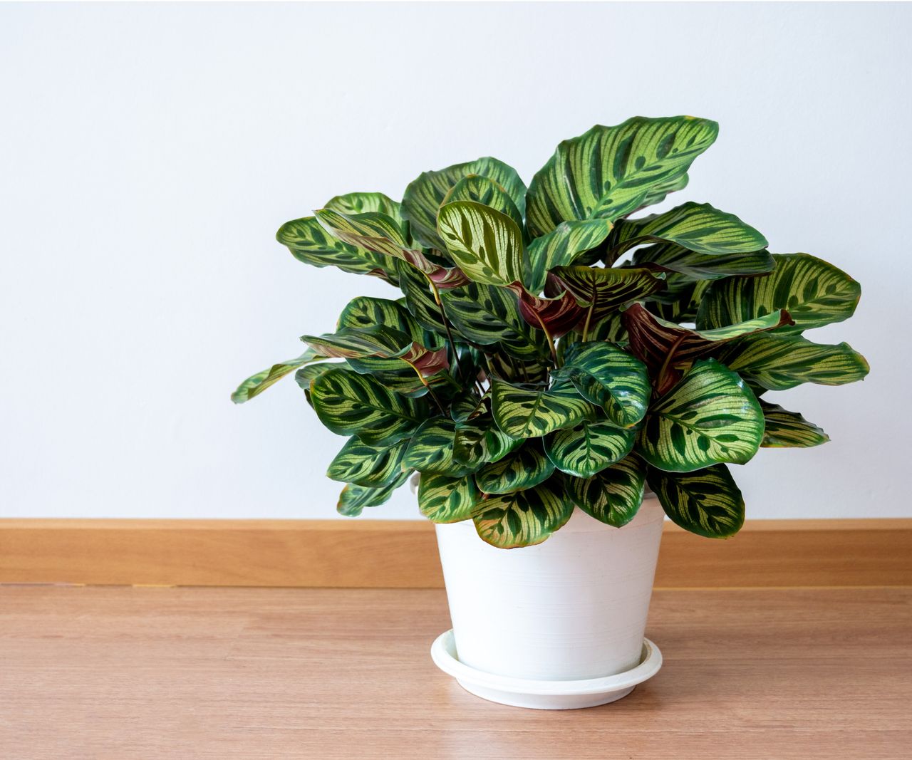 Calathea care guide: 5 expert tips on these fussy plants | Homes and ...