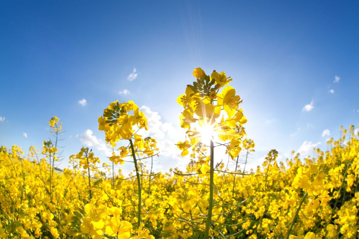 Rapeseed Information - Learn About Growing Rape Plants In The Garden ...