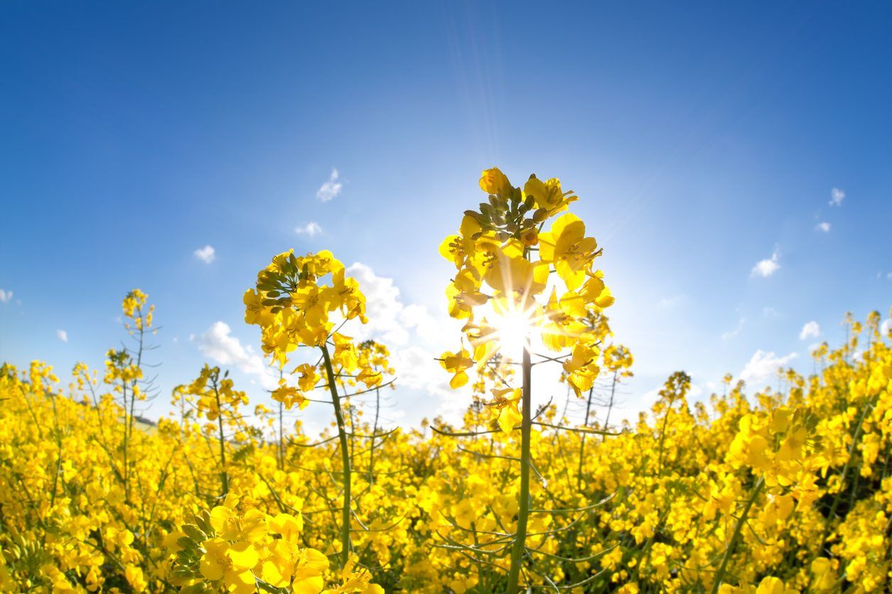 Rapeseed Information - Learn About Growing Rape Plants In The Garden ...