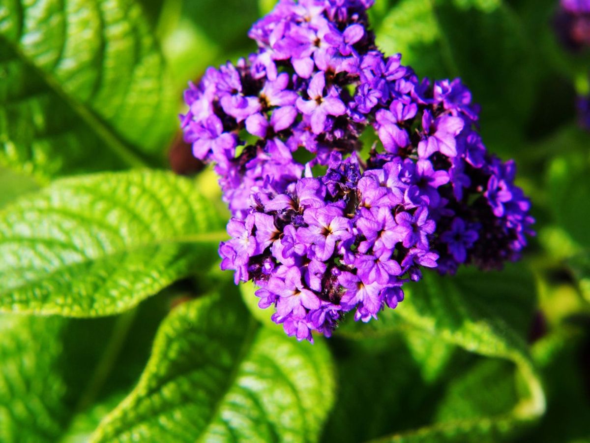 Info On Heliotrope Flowers - How To Grow Heliotrope And Heliotrope Care ...