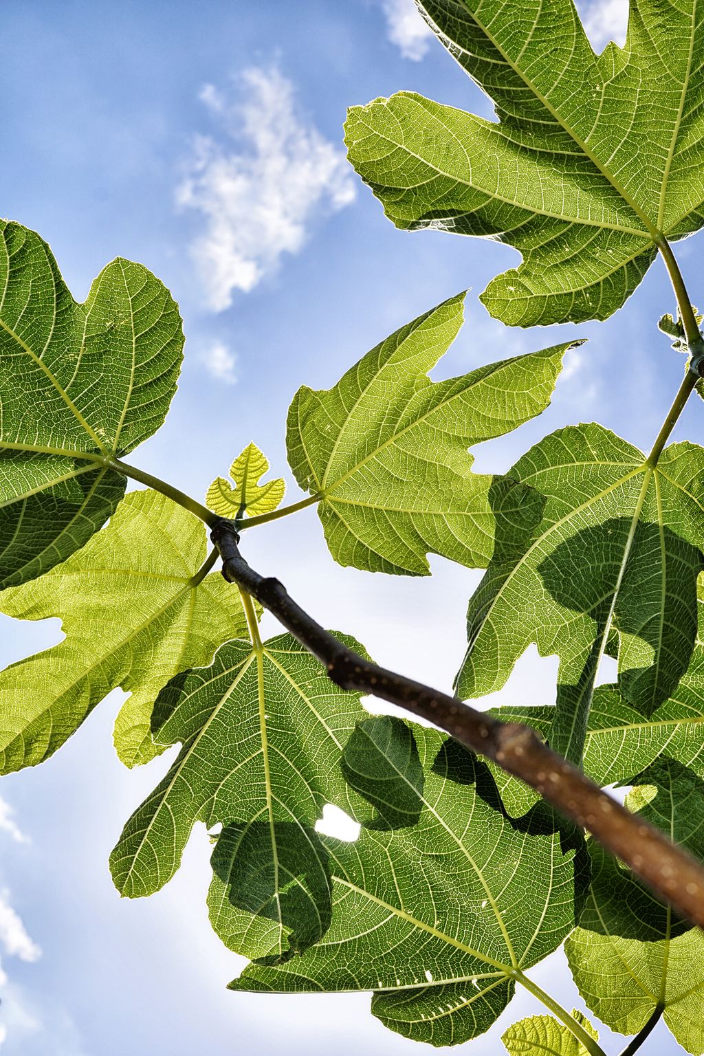 How to prune a fig tree – everything you need to know | Homes and Gardens