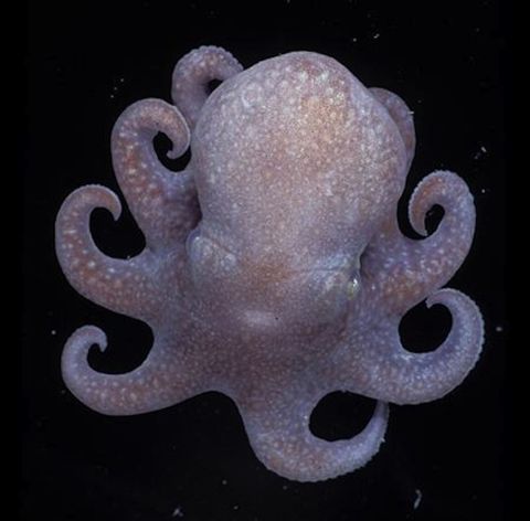 Antarctic Octopus's 'Blue Blood' Helps It Survive in Frigid Waters ...