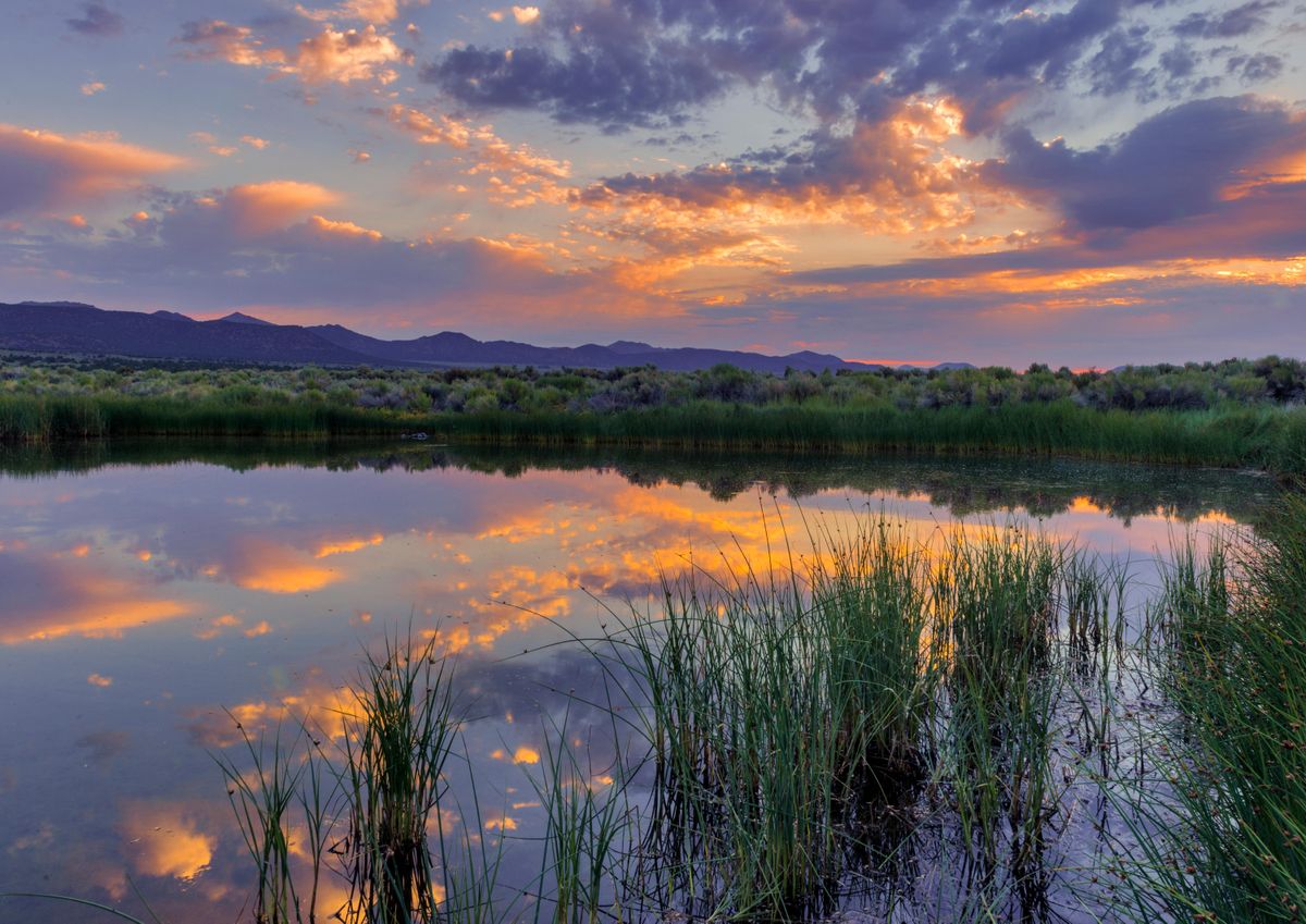 In praise of ponds, the water havens that 'teem with life as fantastic ...