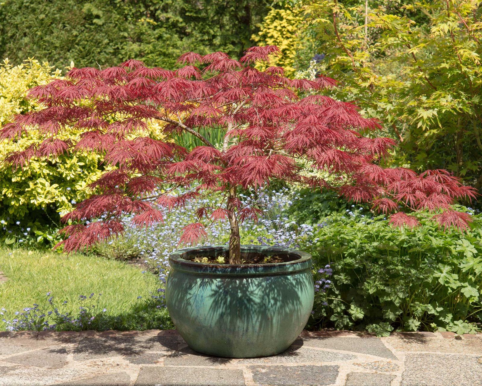 10 best trees to grow in pots — for patios and porches | Real Homes