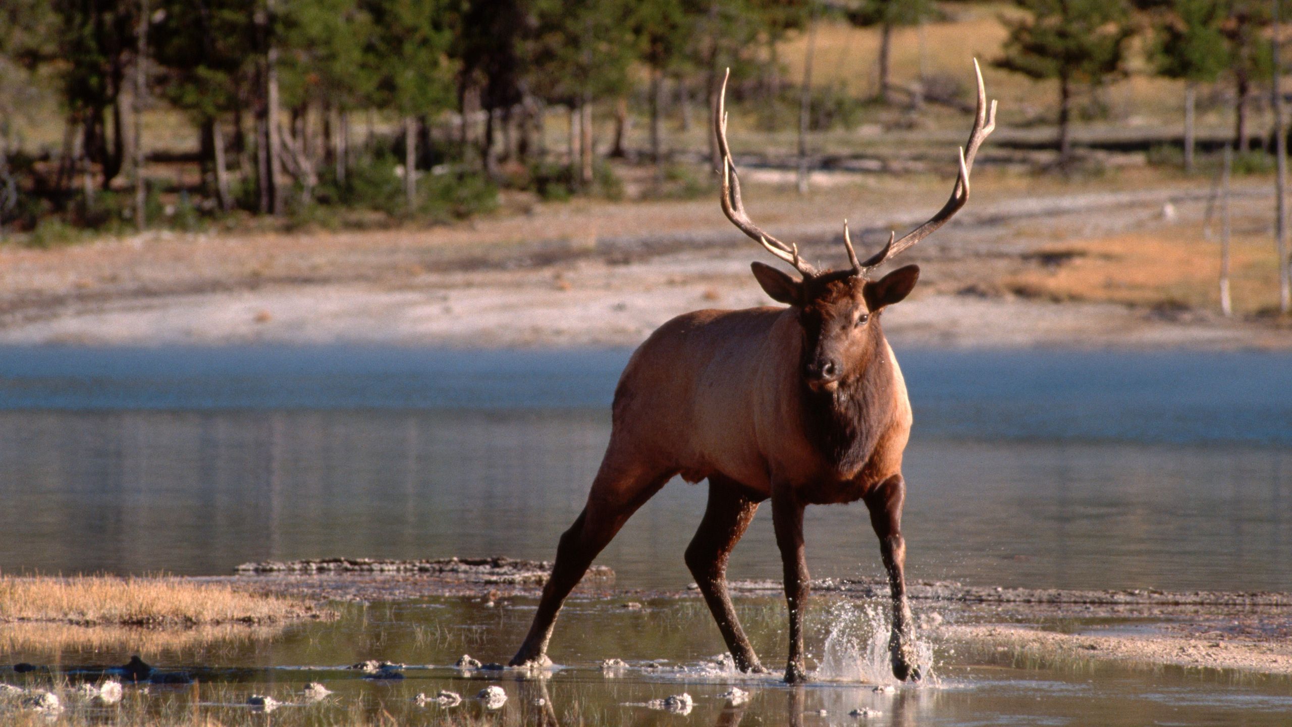 See magnificent bull elk vent aggression on car just outside Rocky ...