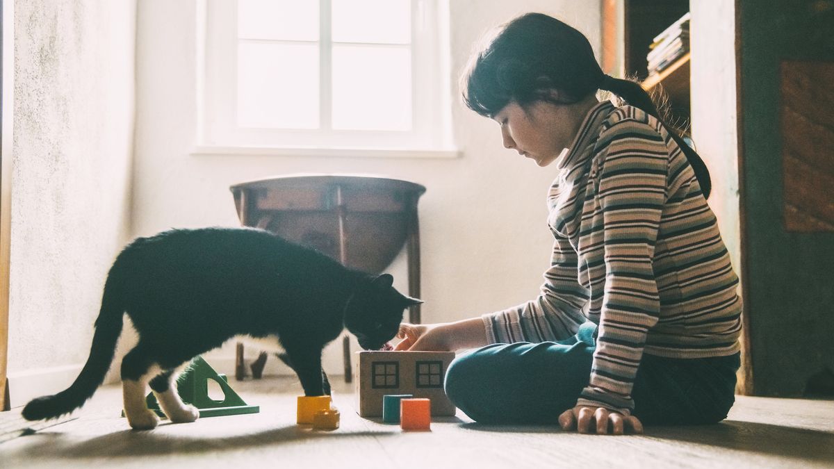 32 activities to do with your cat | PetsRadar