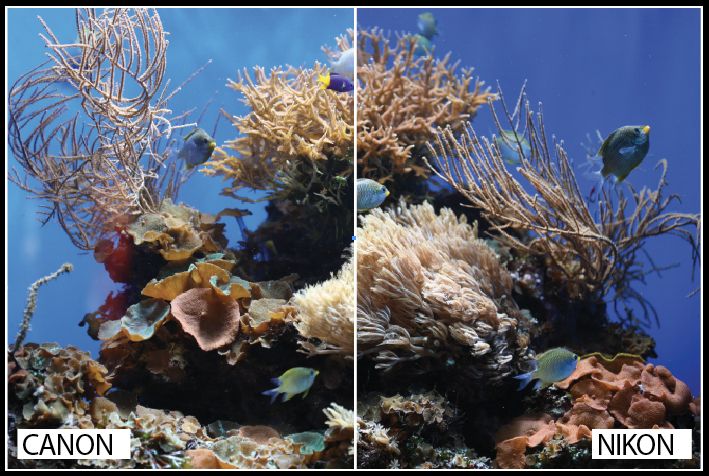 Learn how to unlock stunning natural colors in your photos | Digital ...