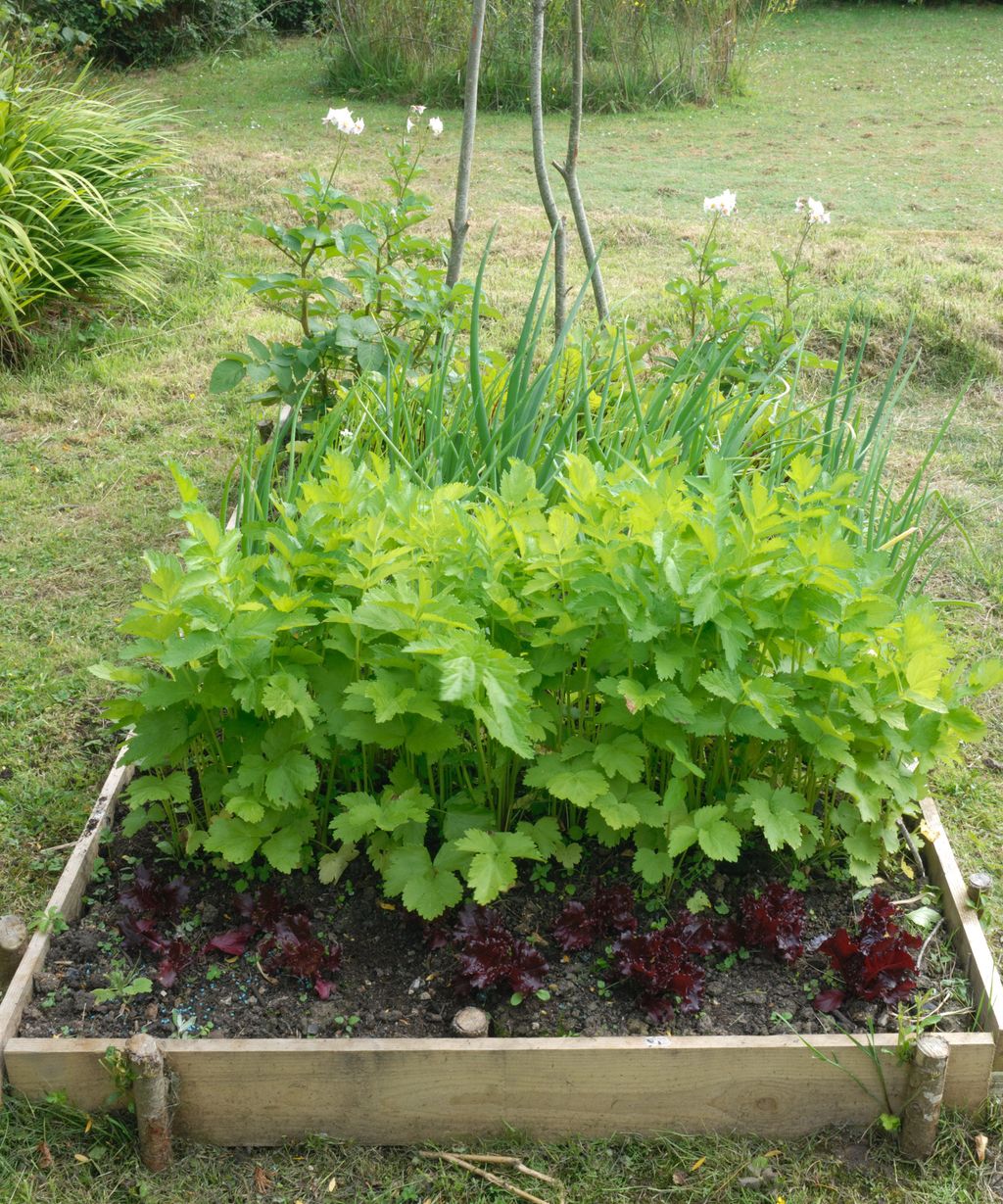 How to grow parsnips: expert tips for these root vegetables | Homes and ...