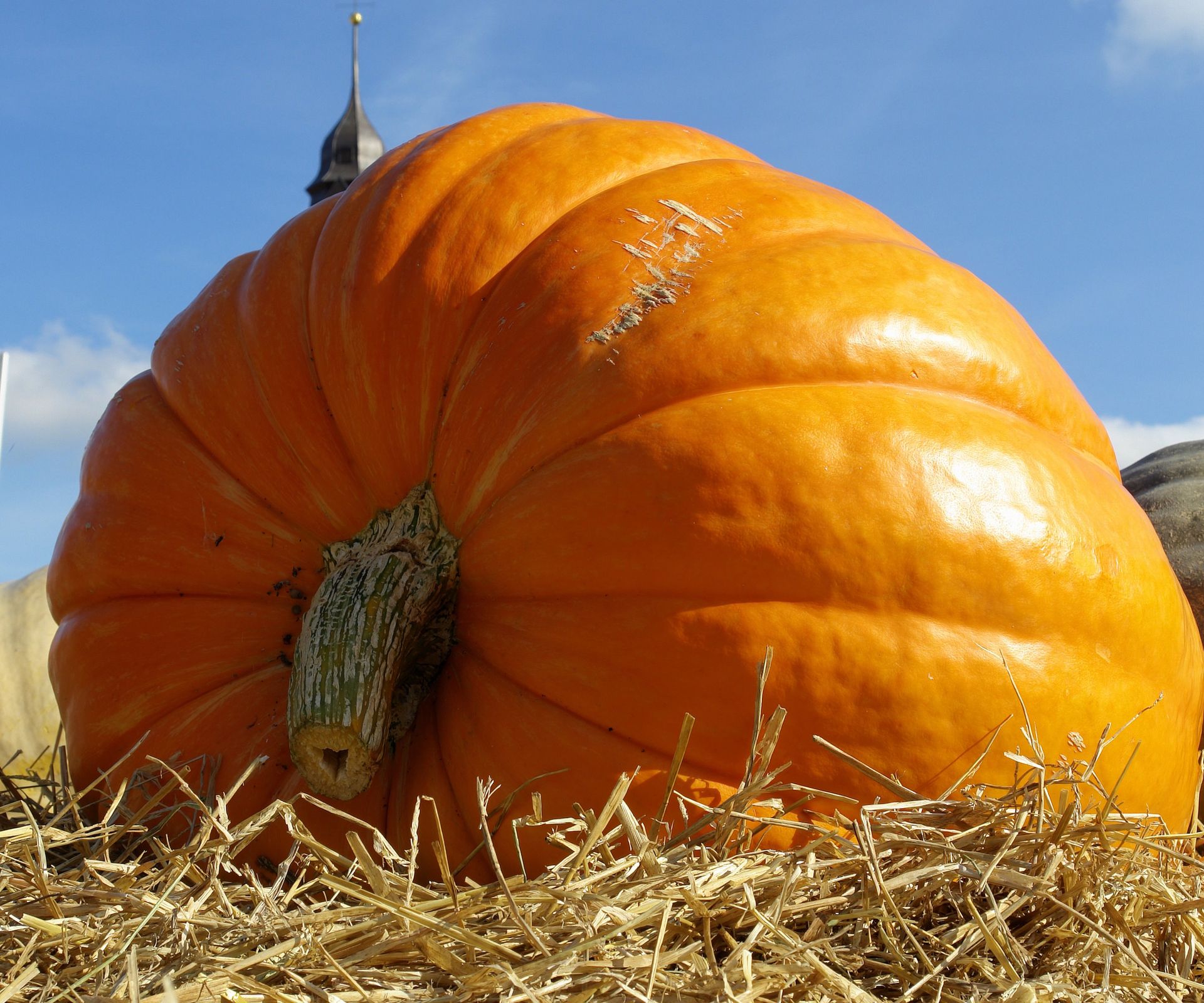 How to grow a giant pumpkin - expert tips for bumper fruits | Homes and ...