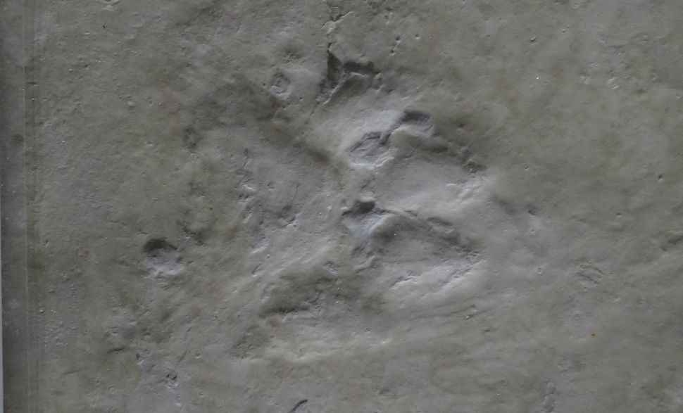 Large, bone-crushing dogs stalked 'Rhino Pompeii' after Yellowstone ...