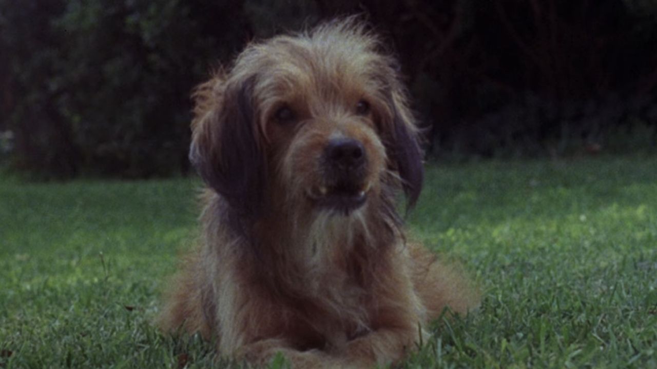32 Times A Dog Ended Up Saving The Day In Movies And TV Shows | Cinemablend