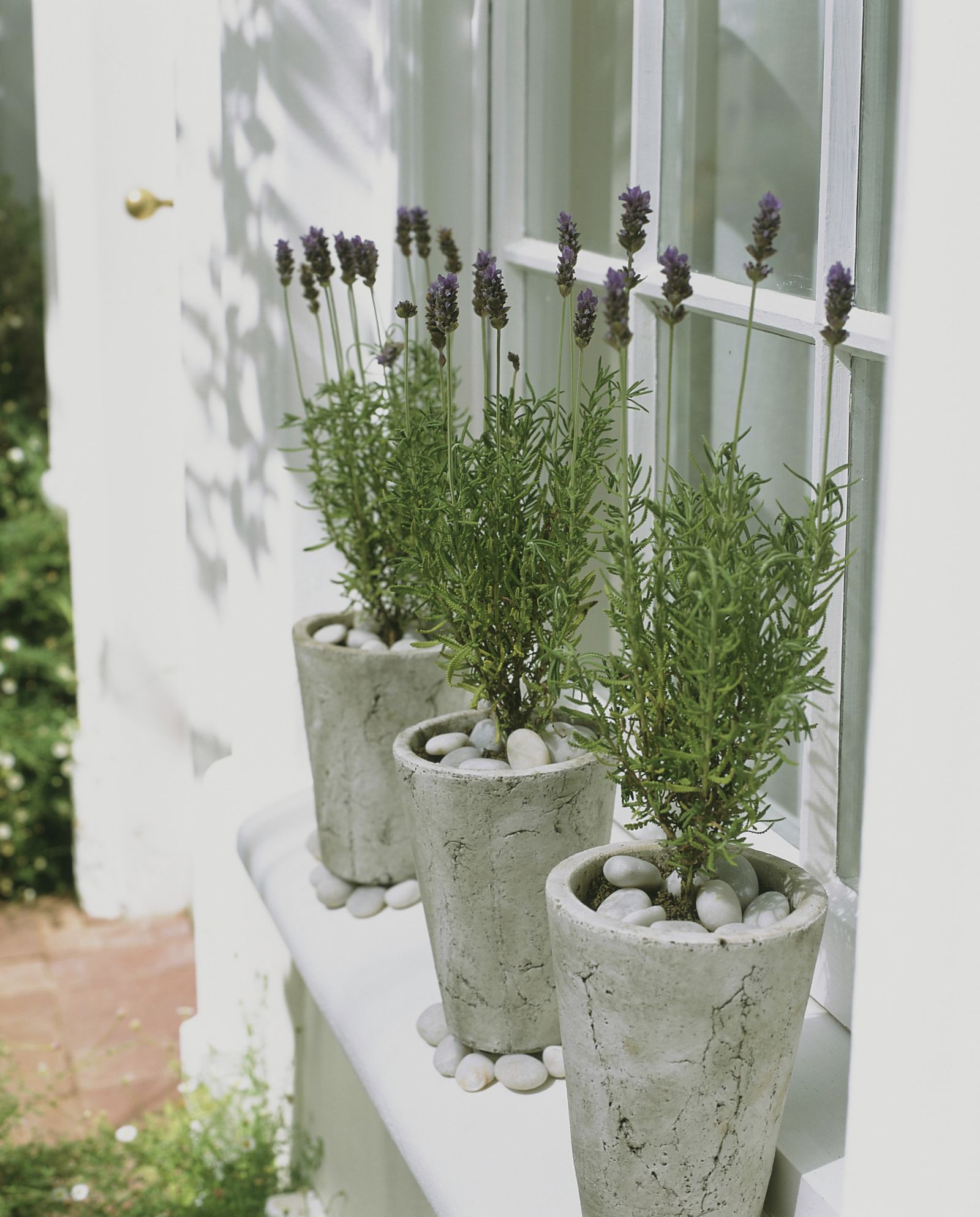 How to grow lavender: a step-by-step guide to growing this pretty ...
