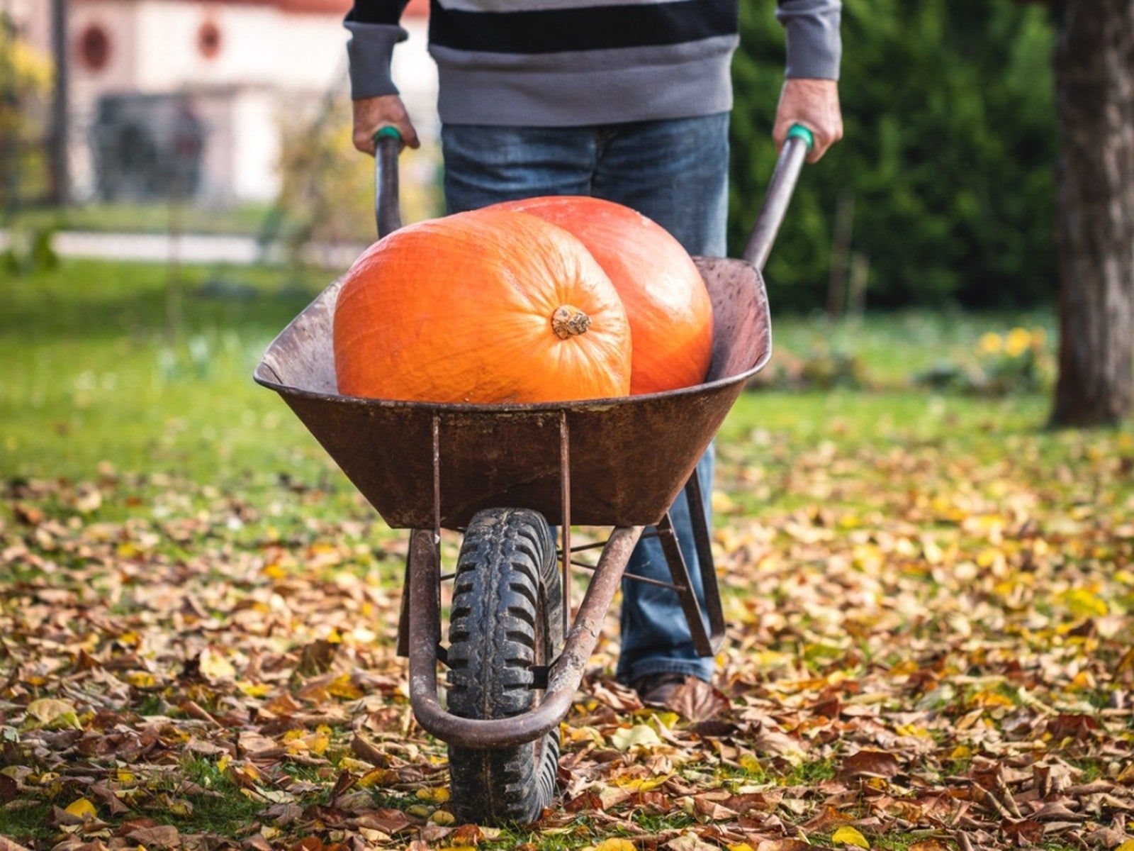 Tips For Harvesting Pumpkins From The Garden | Gardening Know How
