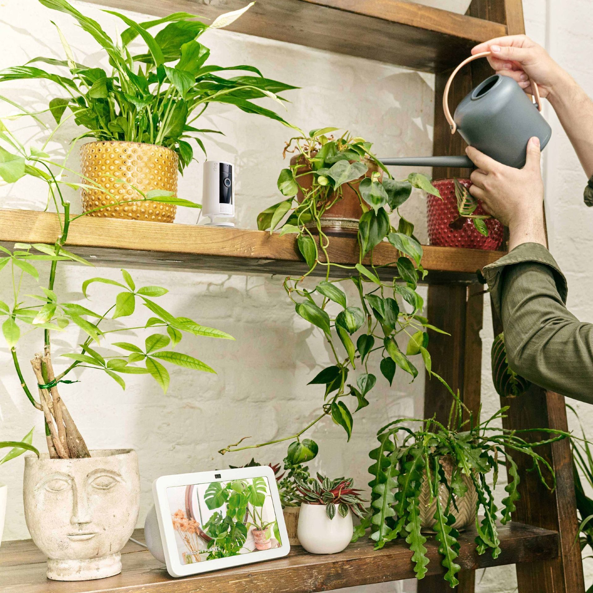 Amazon Alexa can now help you keep your houseplants alive | Ideal Home