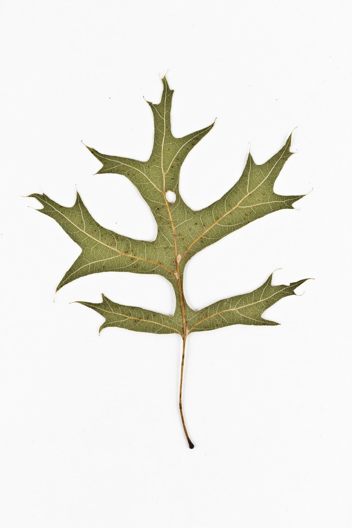 Types Of Oak Trees - Learn About Different Oak Tree Varieties ...