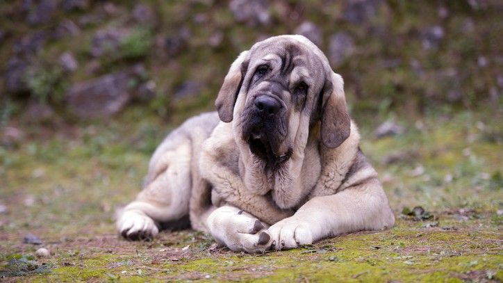 10 different types of Mastiff breeds to know | PetsRadar