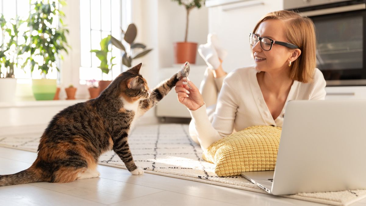 Seven signs your cat isn't getting what it needs to be happy | PetsRadar