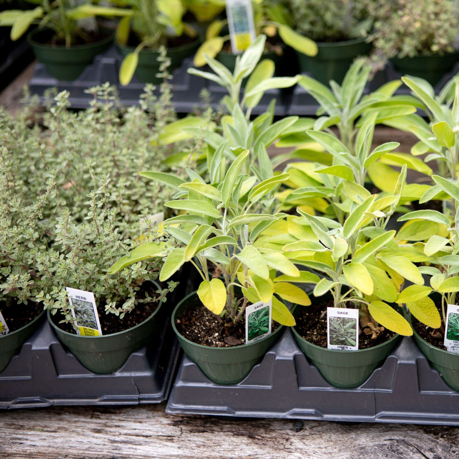 Herbs you should plant together – 6 expert-approved combos | Ideal Home