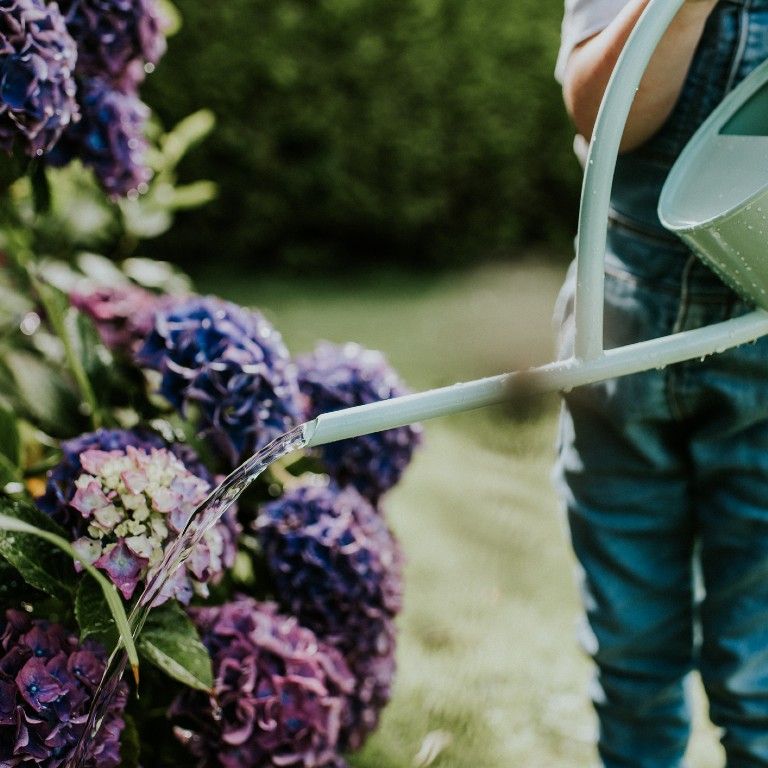 How Much Water Do Hydrangeas Need? | Gardening Know How