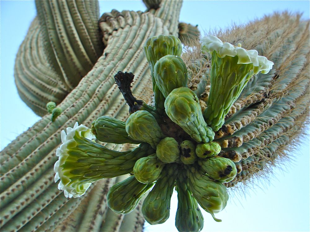 Saguaro Cactus Flower Images | Sonoran Desert Pictures | Live Science