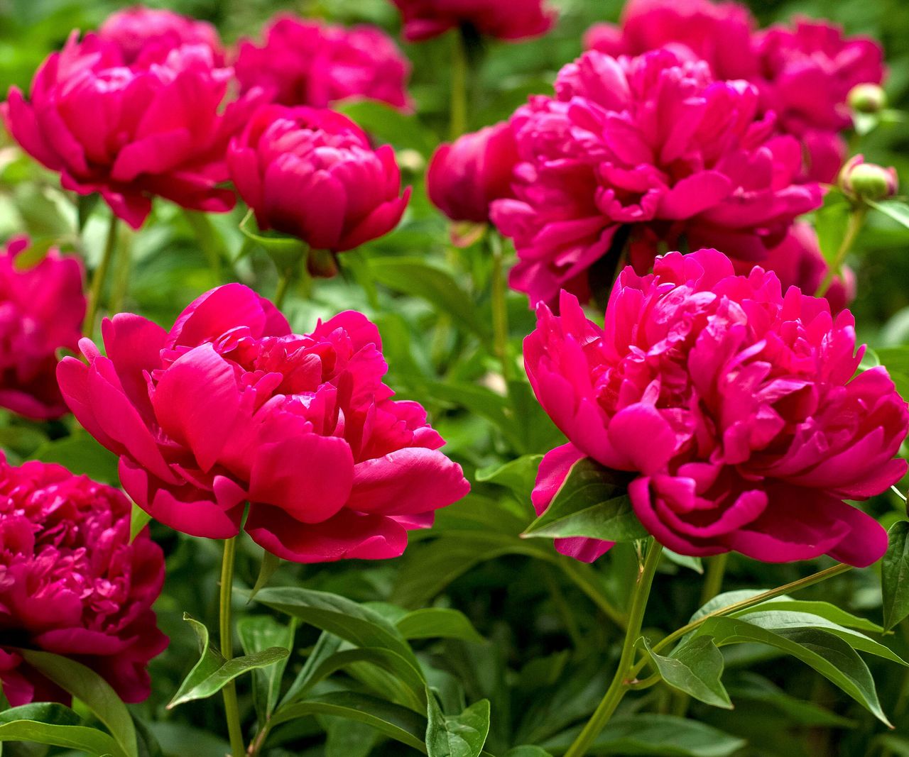 Grow ‘Karl Rosenfield’ Peony Plants For Lovely Border Blooms ...