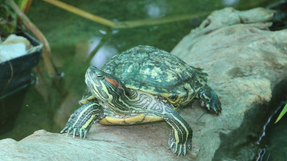 32 tips for taking care of pet turtles | PetsRadar