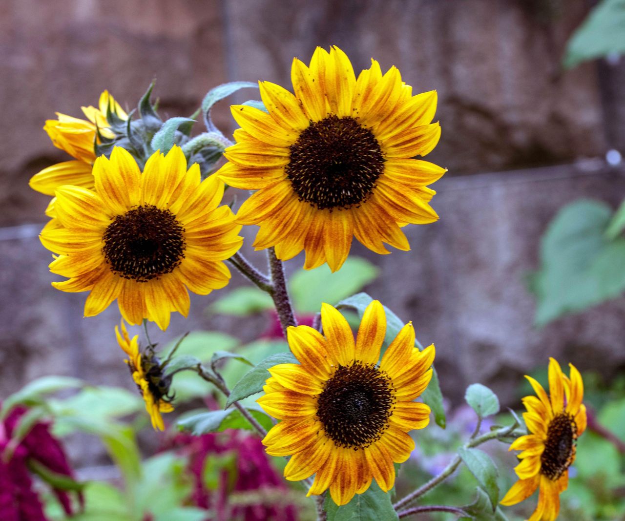 How to grow sunflowers in pots - expert tips for success | Homes and ...
