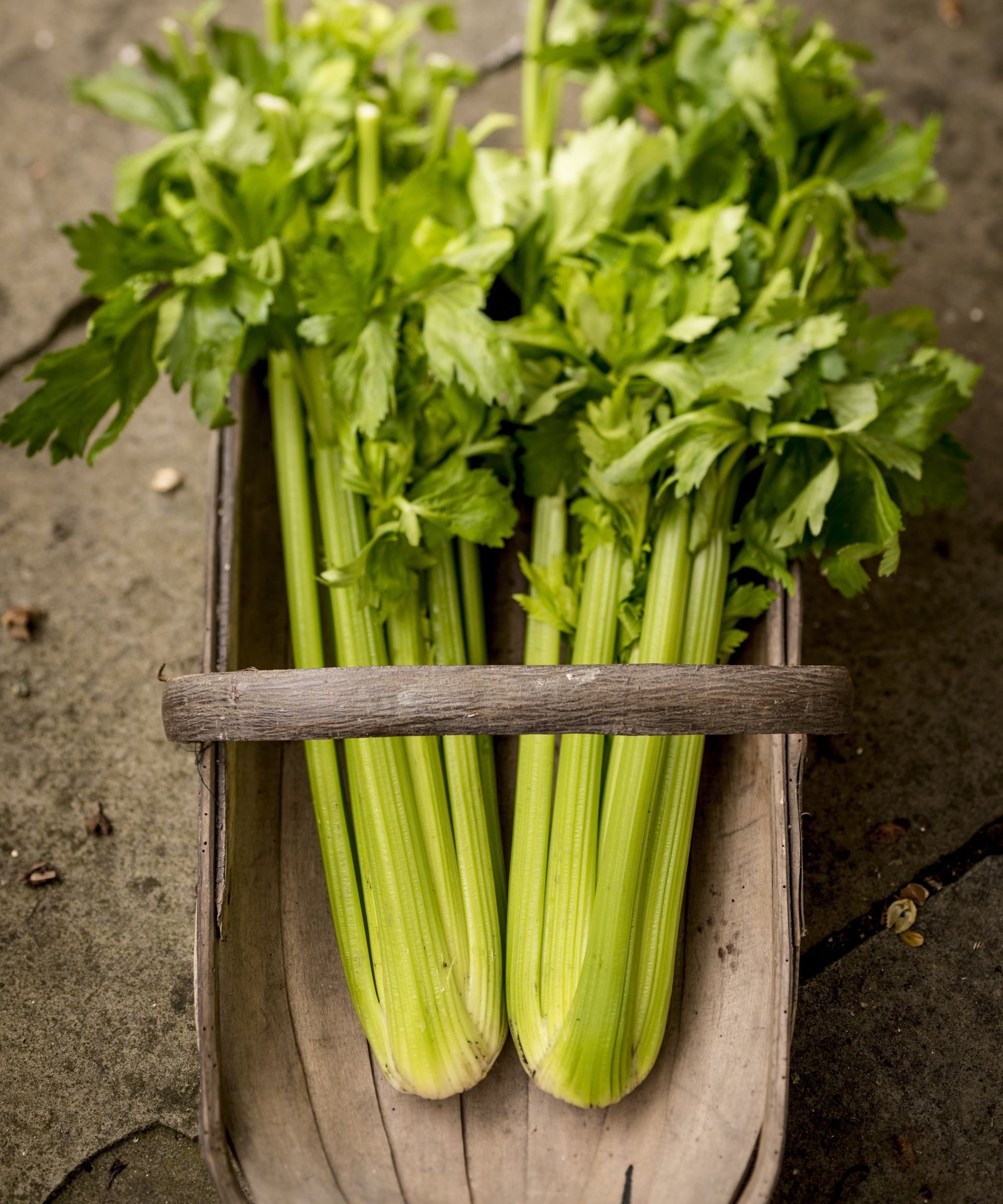 How to grow celery from a stalk: 6 easy steps to follow | Homes and Gardens