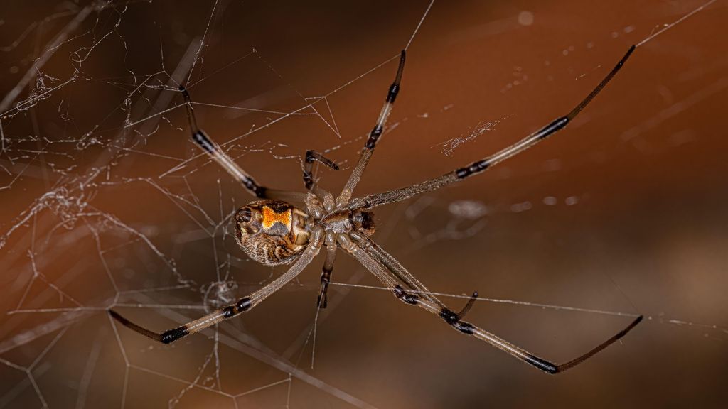 11 deadliest spiders | Live Science