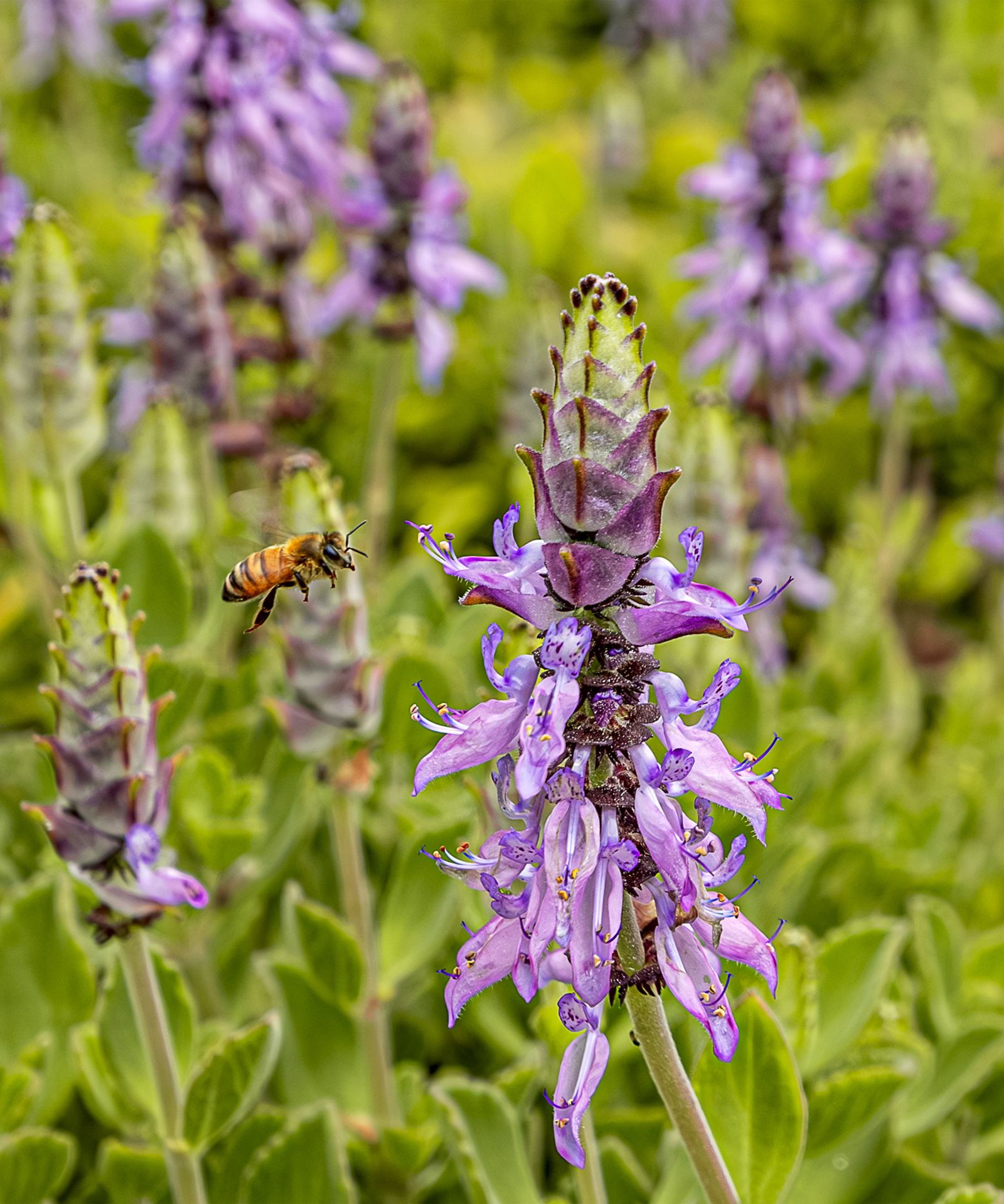 A guide to the Coleus canina plant, with tips for success | Homes and ...