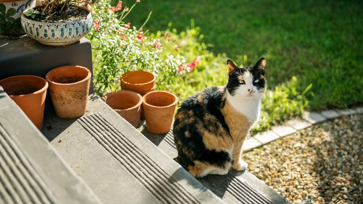 Wondering can cats find their way home? Here’s the answer (and it might ...