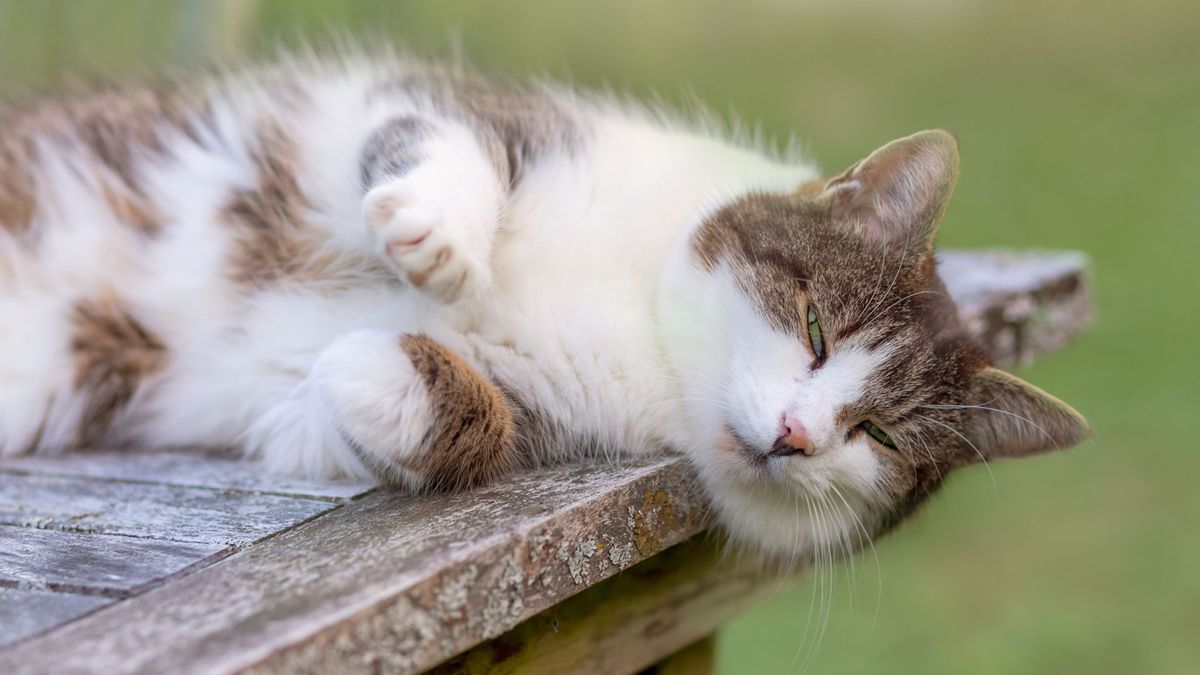 Why do cats blink? And does blinking slowly help with feline ...