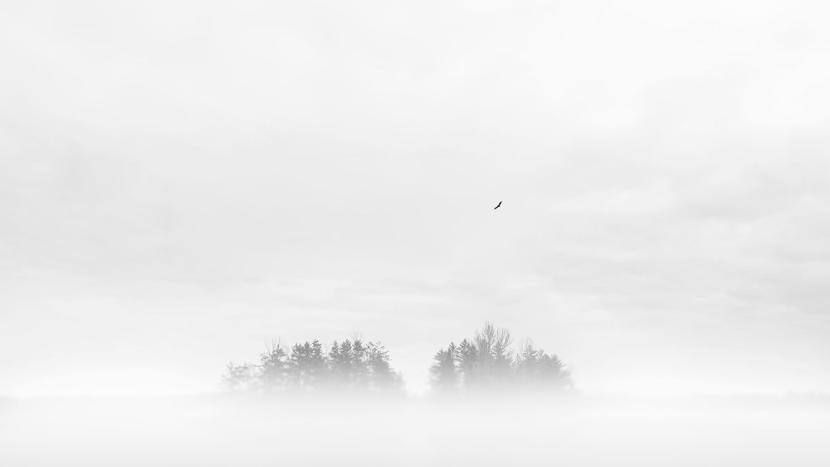 Wildlife photography with a twist: Capture birds in flight with this ...